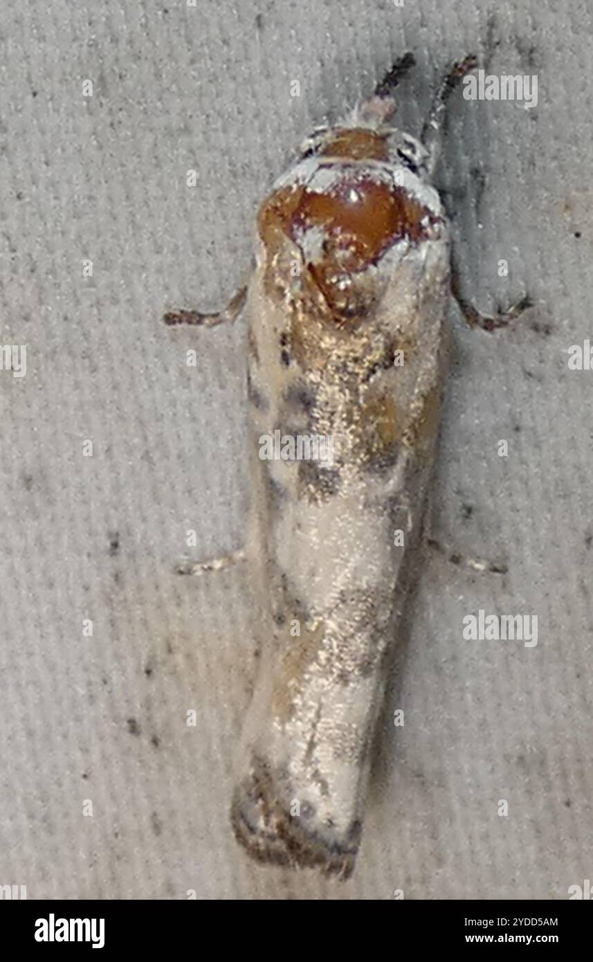 Schlaeger's Fruitworm Moth (Antaeotricha schlaegeri Stock Photo - Alamy