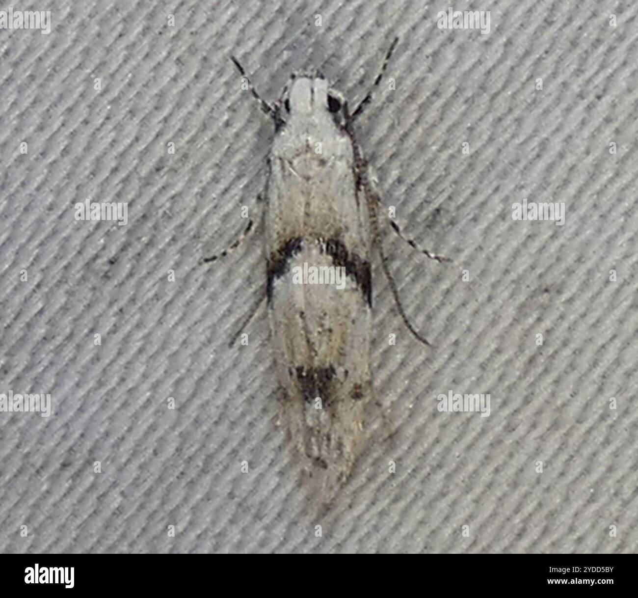 White Stripe-backed Moth (Arogalea cristifasciella Stock Photo - Alamy