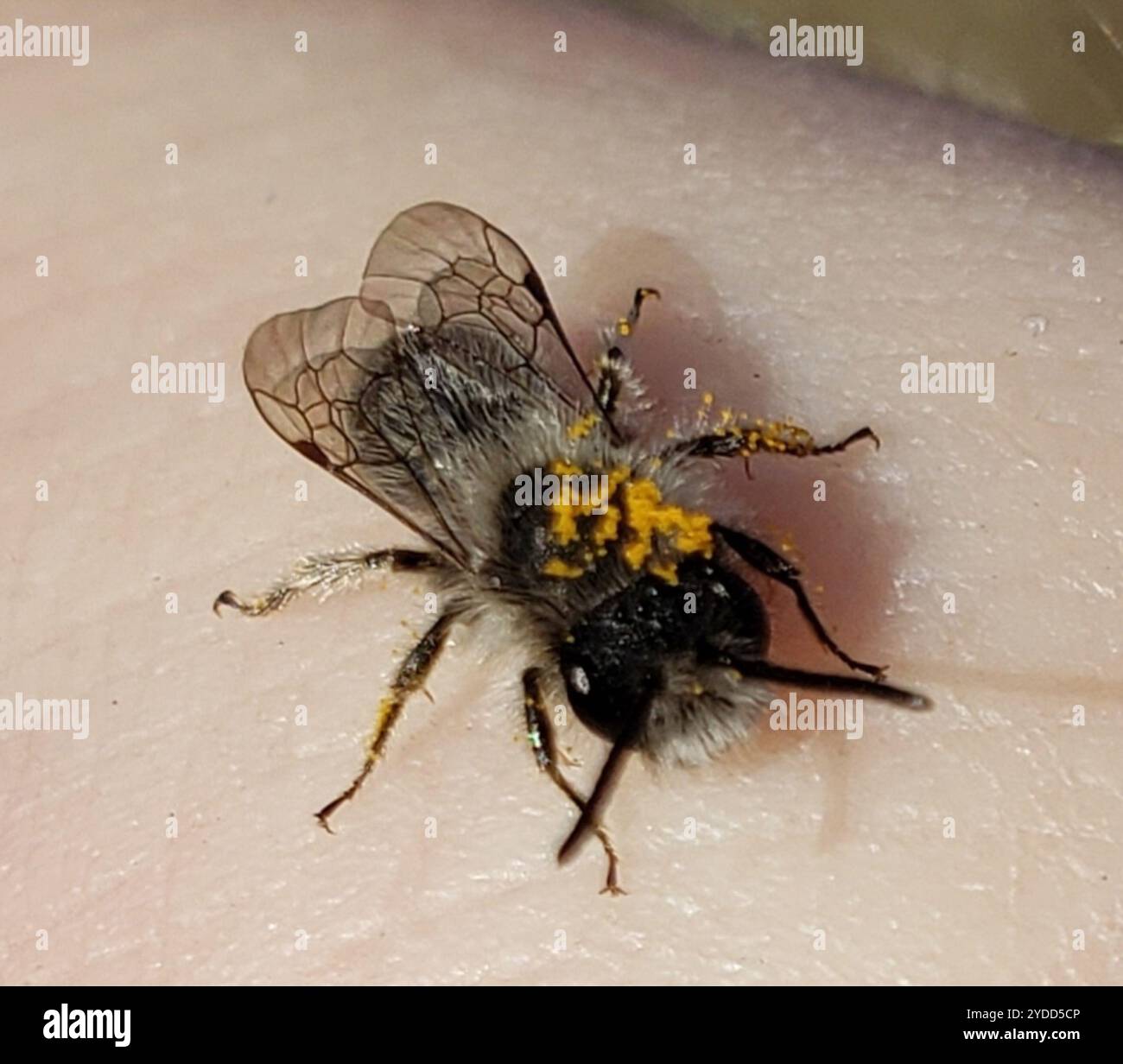 Mining Bees (Andrena Stock Photo - Alamy