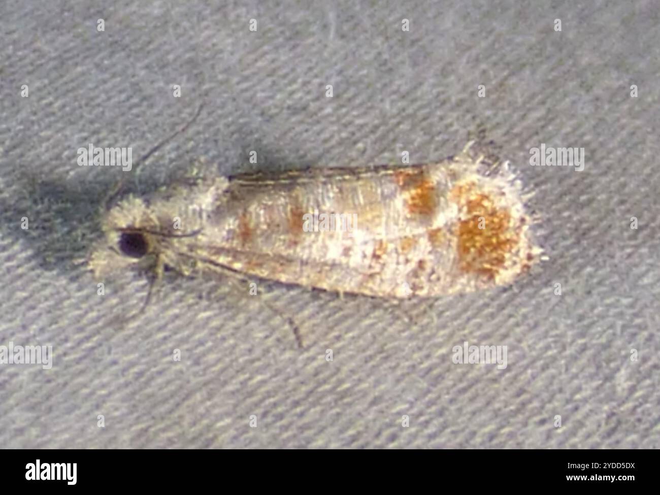 Rhyacionia hi-res stock photography and images - Alamy