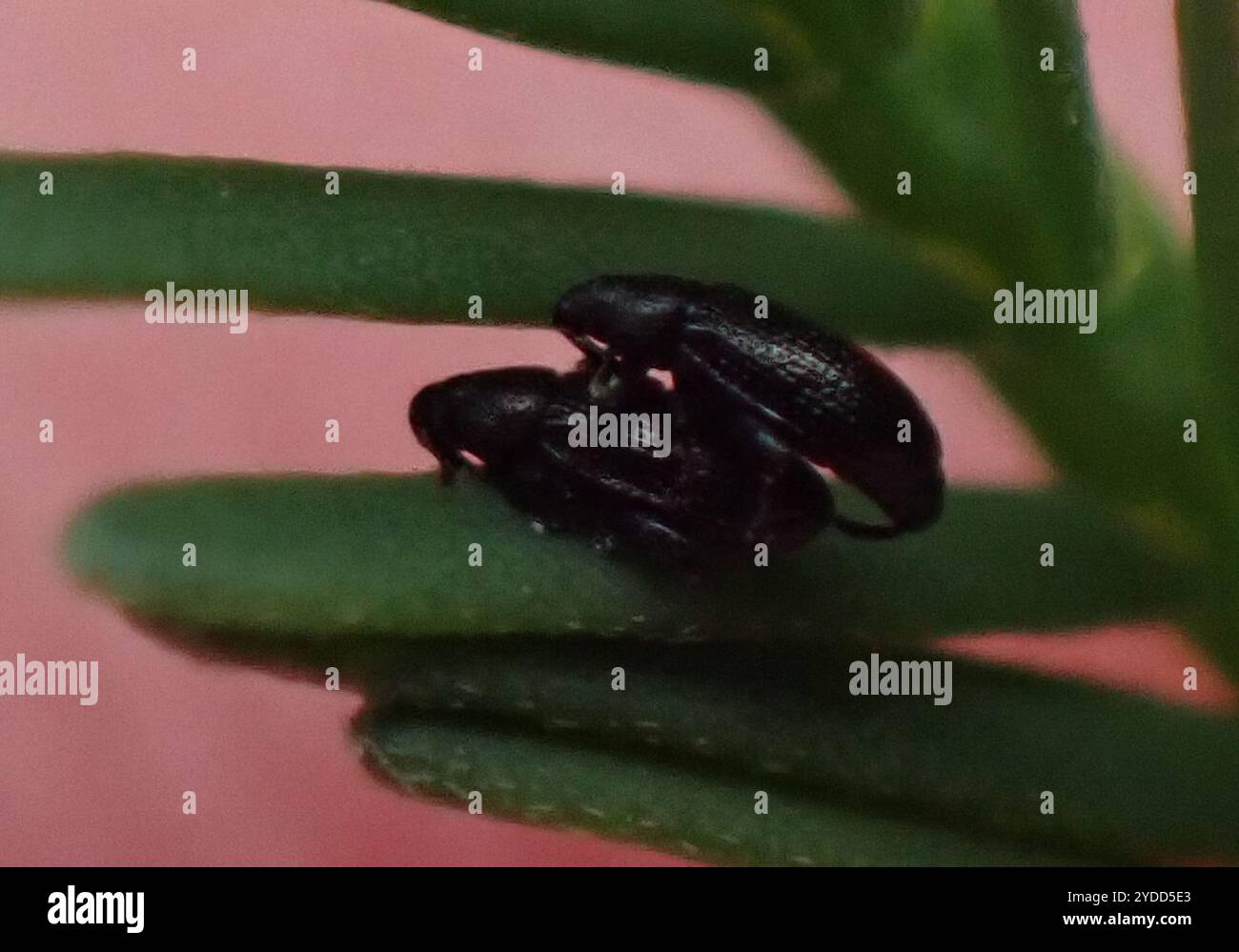 Rhamphus hi-res stock photography and images - Alamy