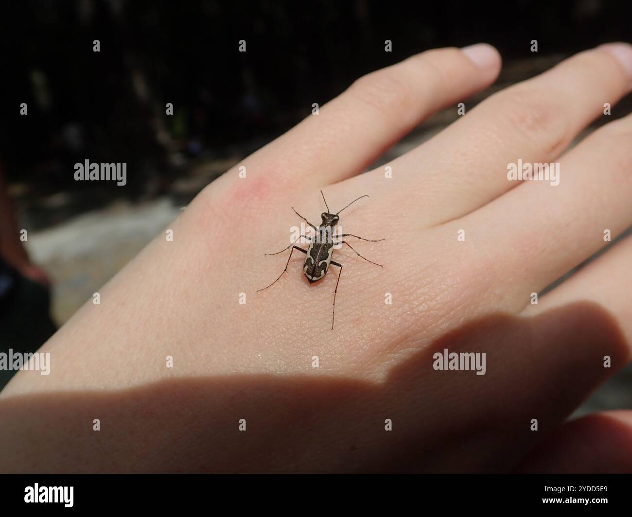 New Zealand Common Tiger Beetle (Neocicindela tuberculata Stock Photo ...