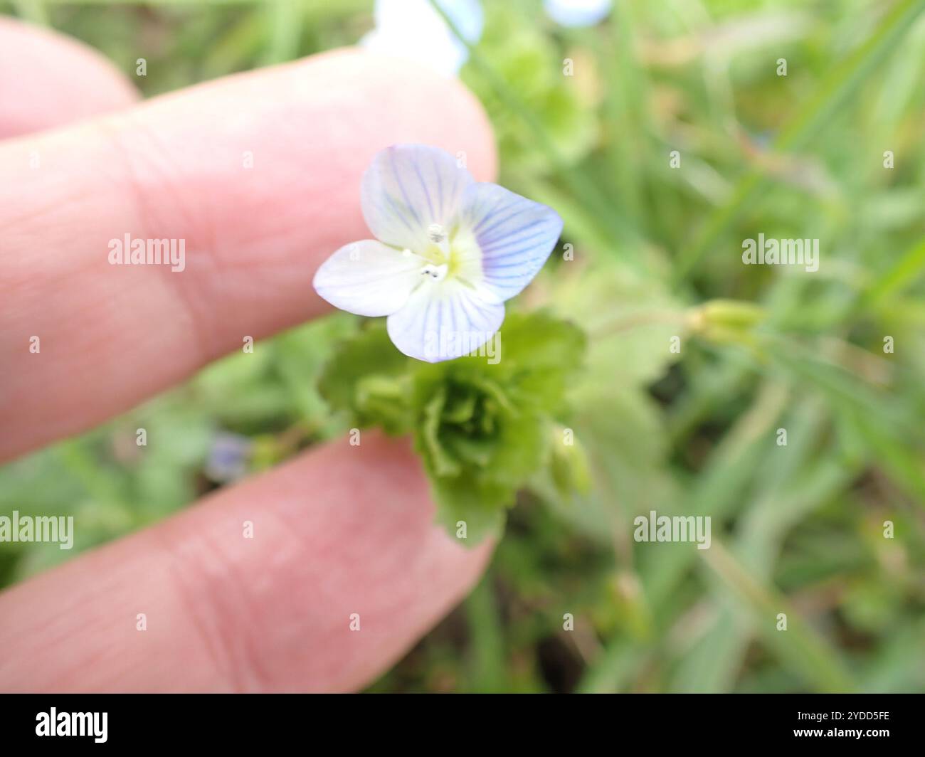 bird's-eye speedwell (Veronica persica Stock Photo - Alamy