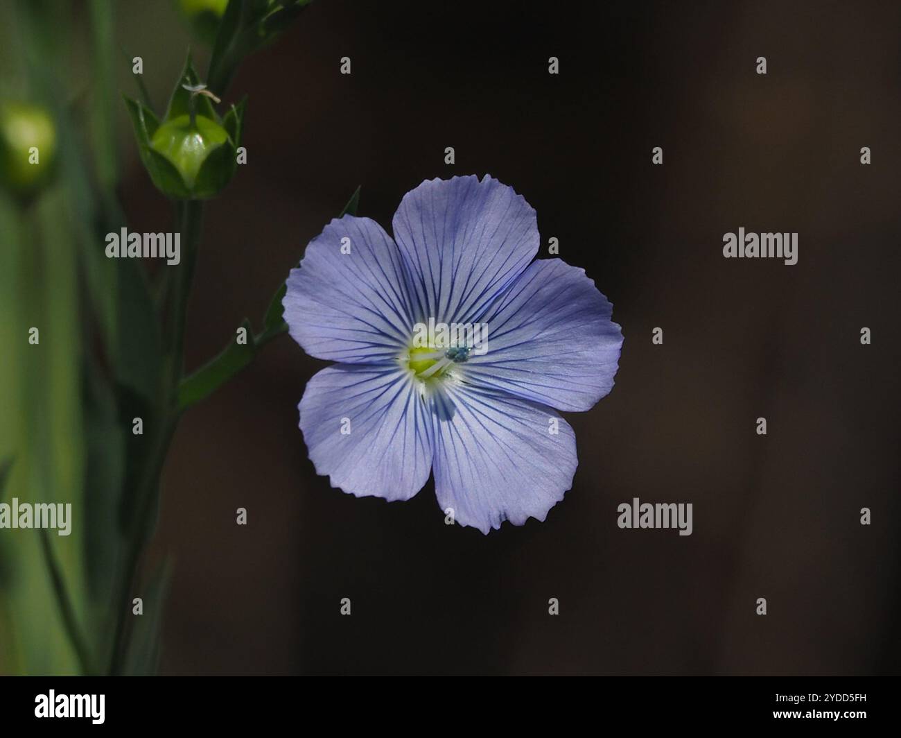 common flax (Linum usitatissimum Stock Photo - Alamy