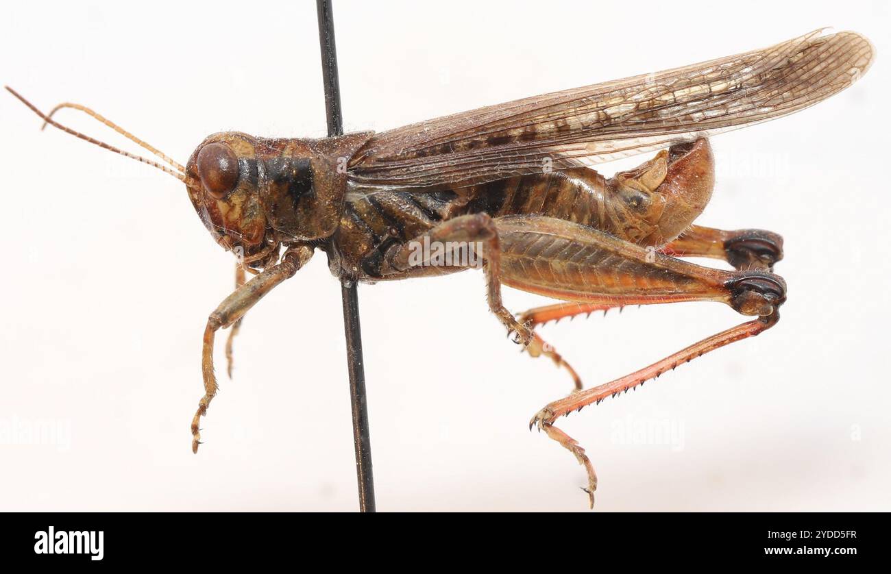 Migratory Grasshopper (Melanoplus sanguinipes Stock Photo - Alamy