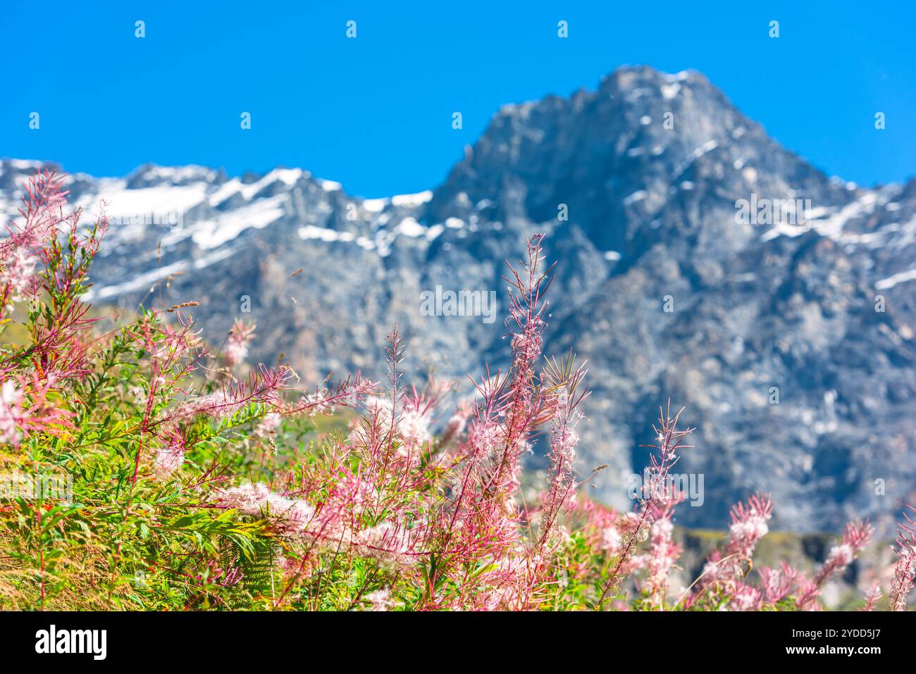 Swiss alps spring flowers hi-res stock photography and images - Alamy