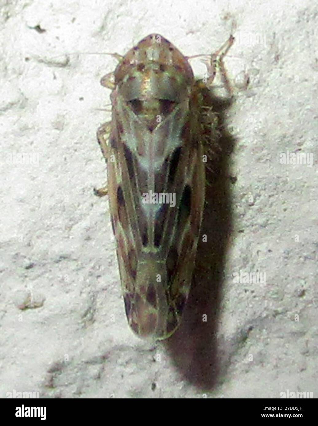Typical Leafhoppers (Cicadellidae Stock Photo - Alamy