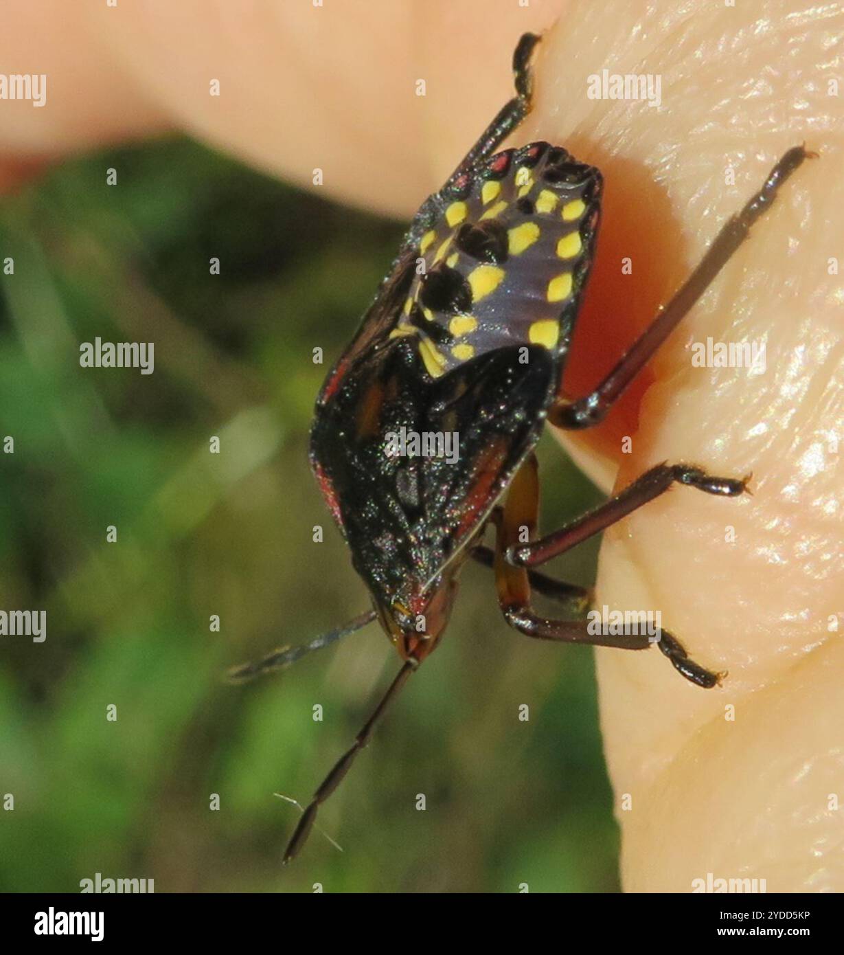 Southern Green Stink Bug (Nezara viridula Stock Photo - Alamy