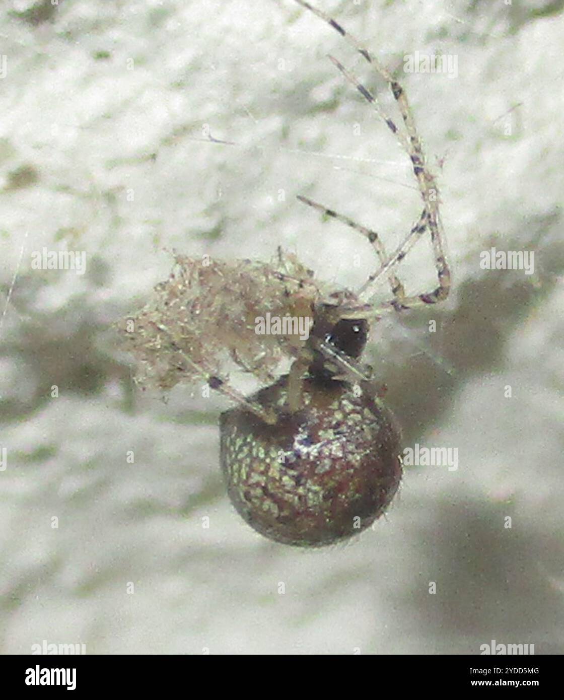 Typical Cobweb Spiders (Theridion Stock Photo - Alamy