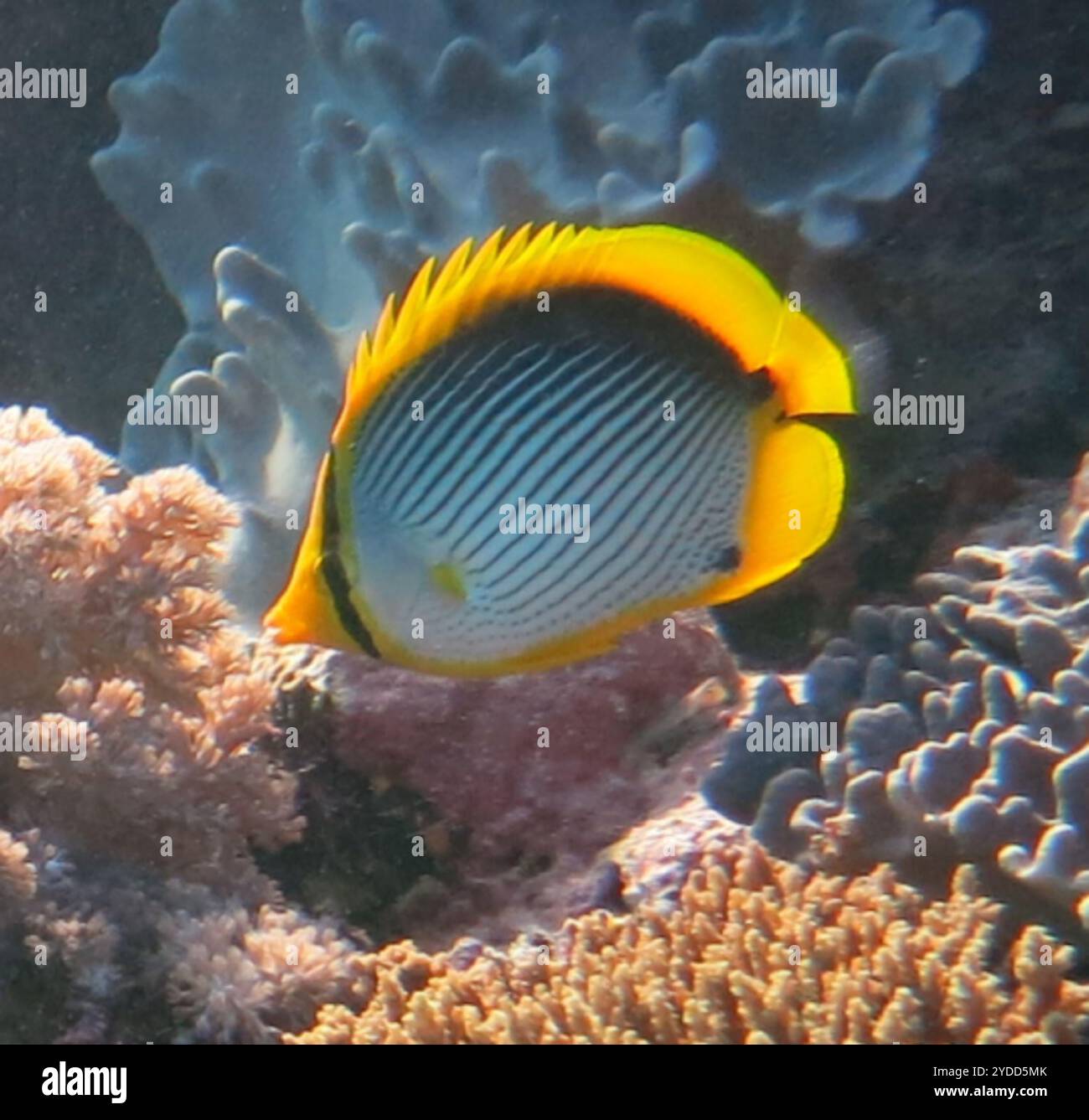 Blackback Butterflyfish (Chaetodon melannotus Stock Photo - Alamy