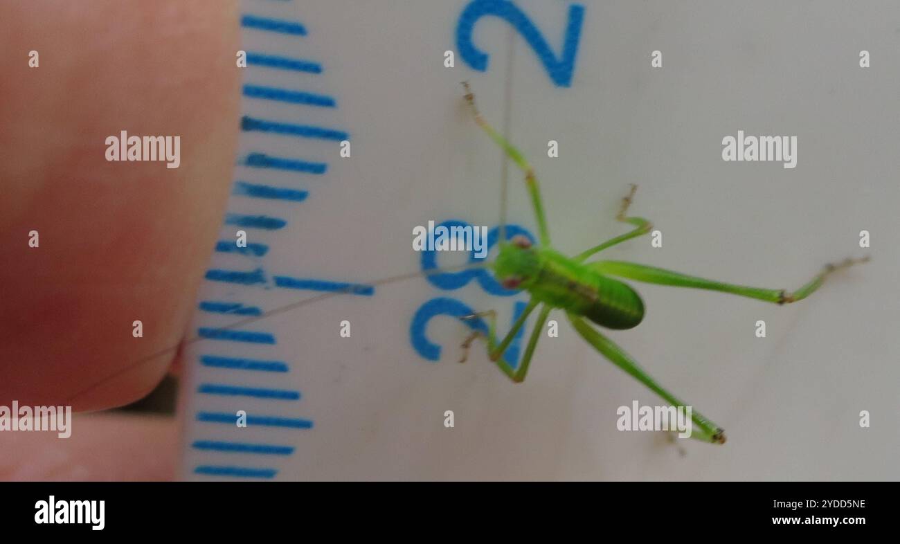 Australian Common Garden Katydid (Caedicia simplex Stock Photo - Alamy
