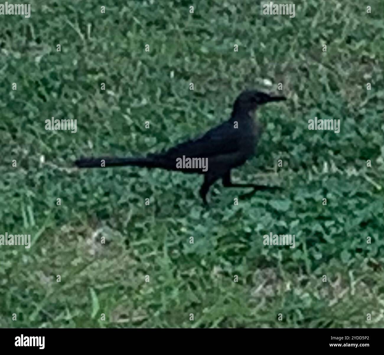 Great-tailed Grackle (Quiscalus mexicanus Stock Photo - Alamy