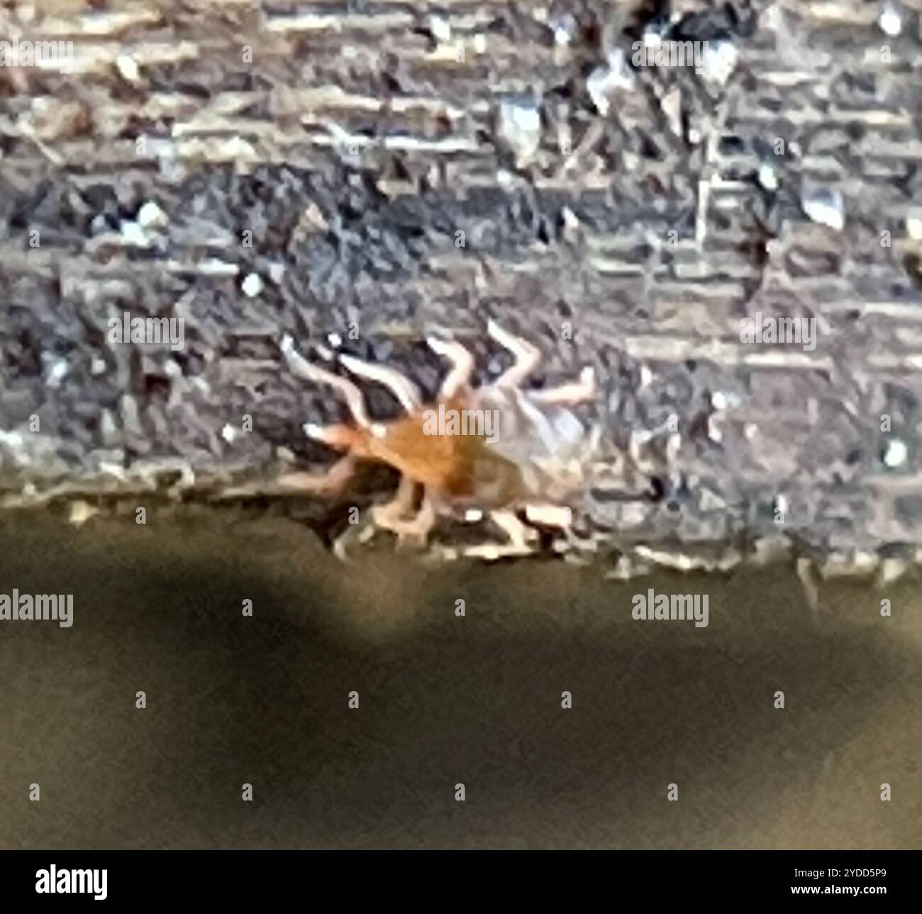 Snout mites hi-res stock photography and images - Alamy