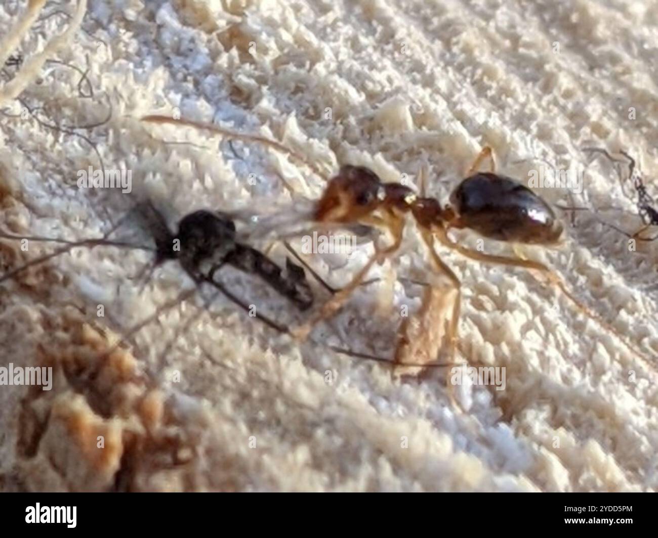 American Winter Ant (Prenolepis imparis Stock Photo - Alamy
