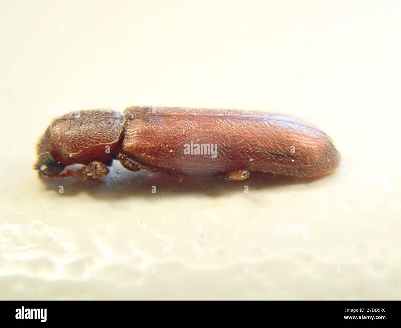 Powder Post Beetle (Lyctus brunneus Stock Photo - Alamy