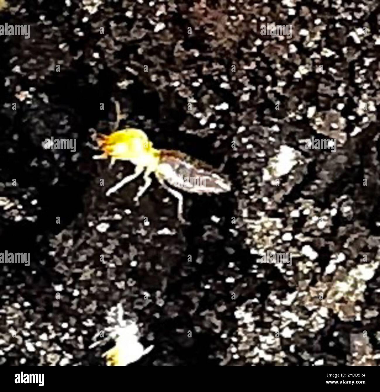 Blackmound Termite (Amitermes hastatus Stock Photo - Alamy