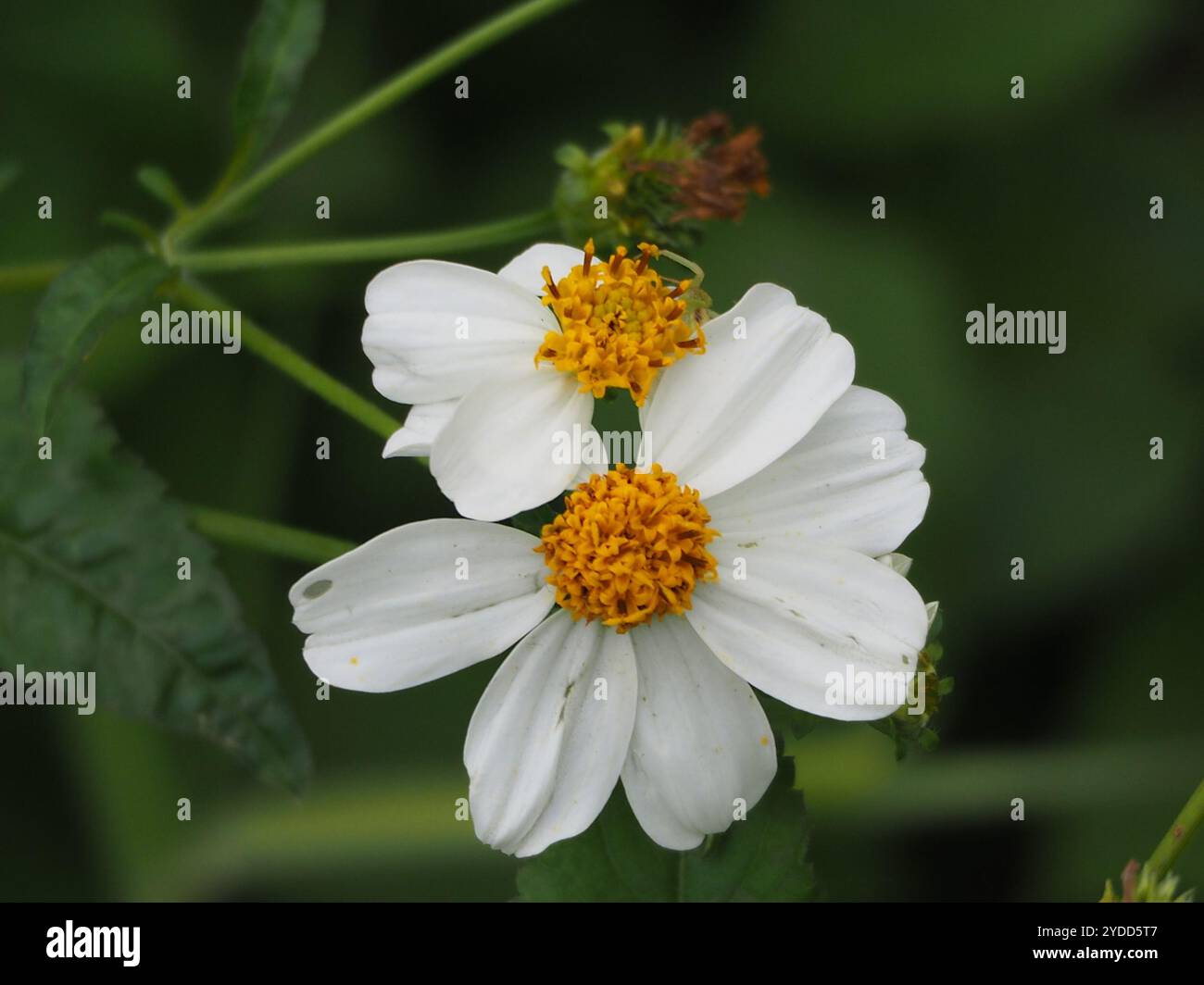 White beggarticks (Bidens alba Stock Photo - Alamy