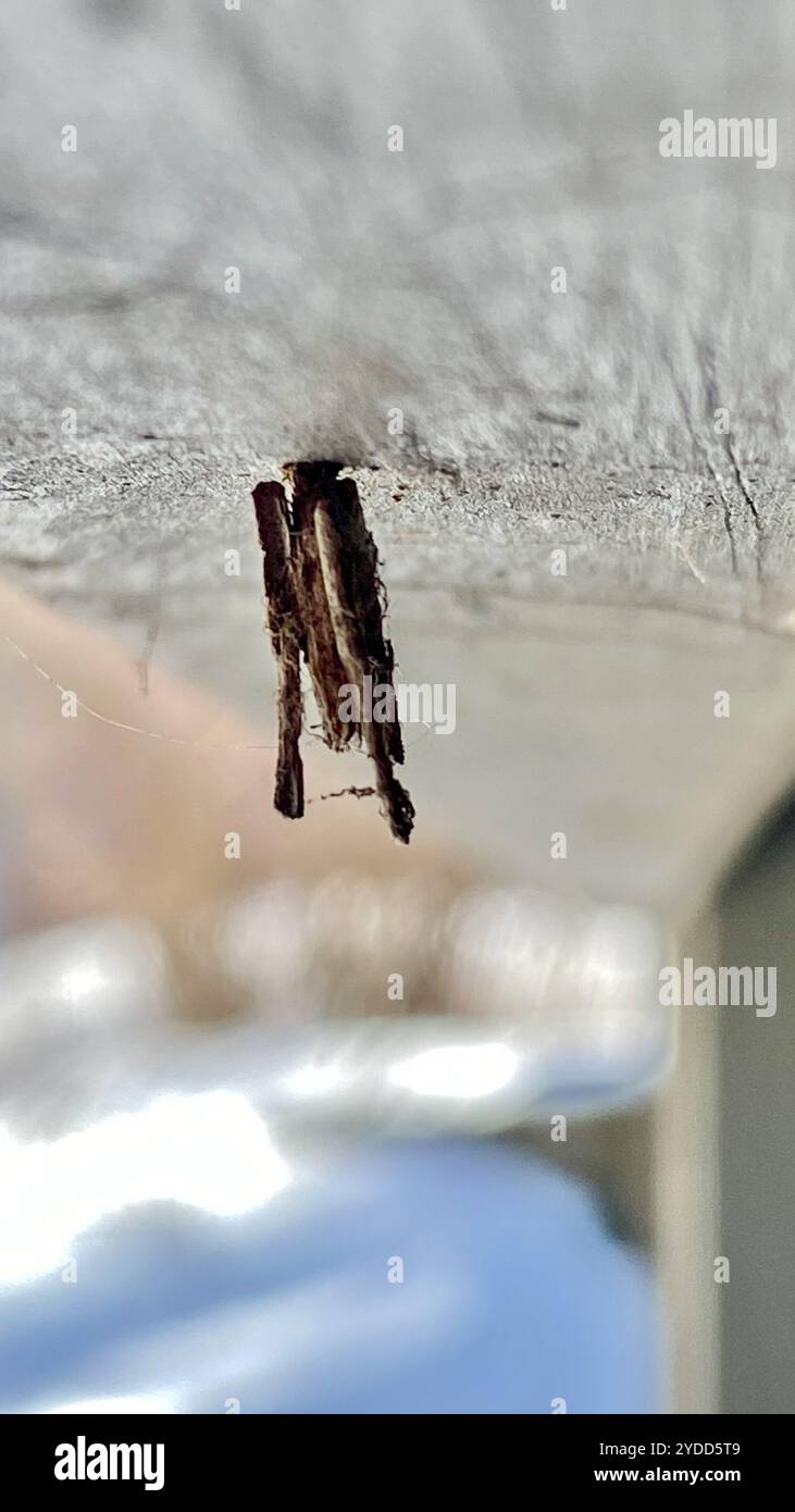 Common Bagworm Moth (Psyche casta Stock Photo - Alamy