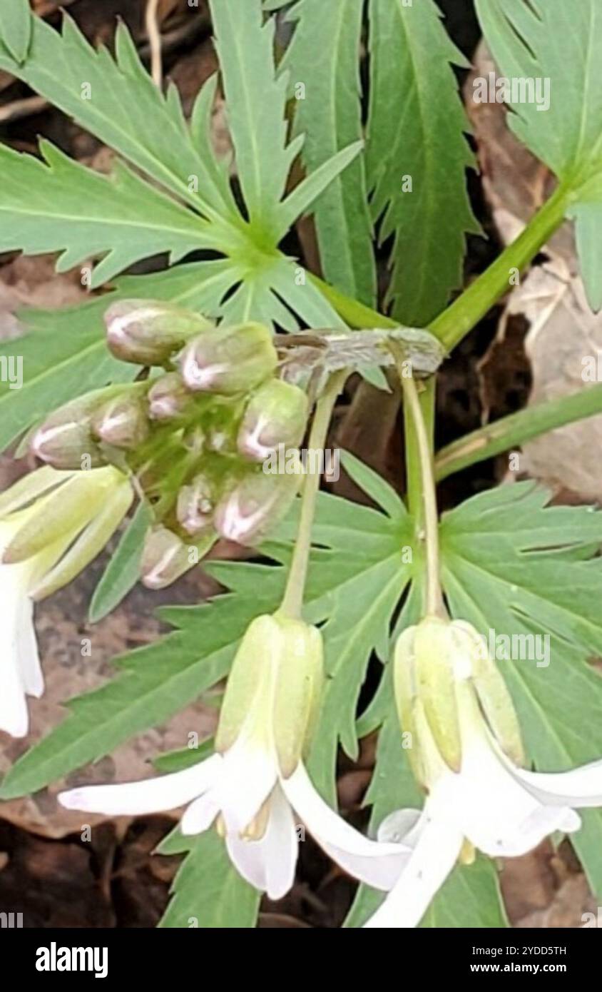 cut-leaved toothwort (Cardamine concatenata Stock Photo - Alamy