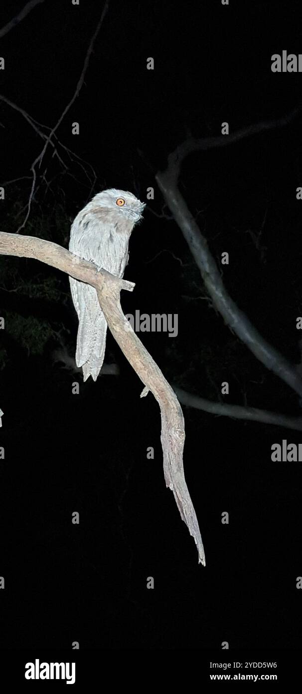 Tawny Frogmouth (Podargus strigoides Stock Photo - Alamy