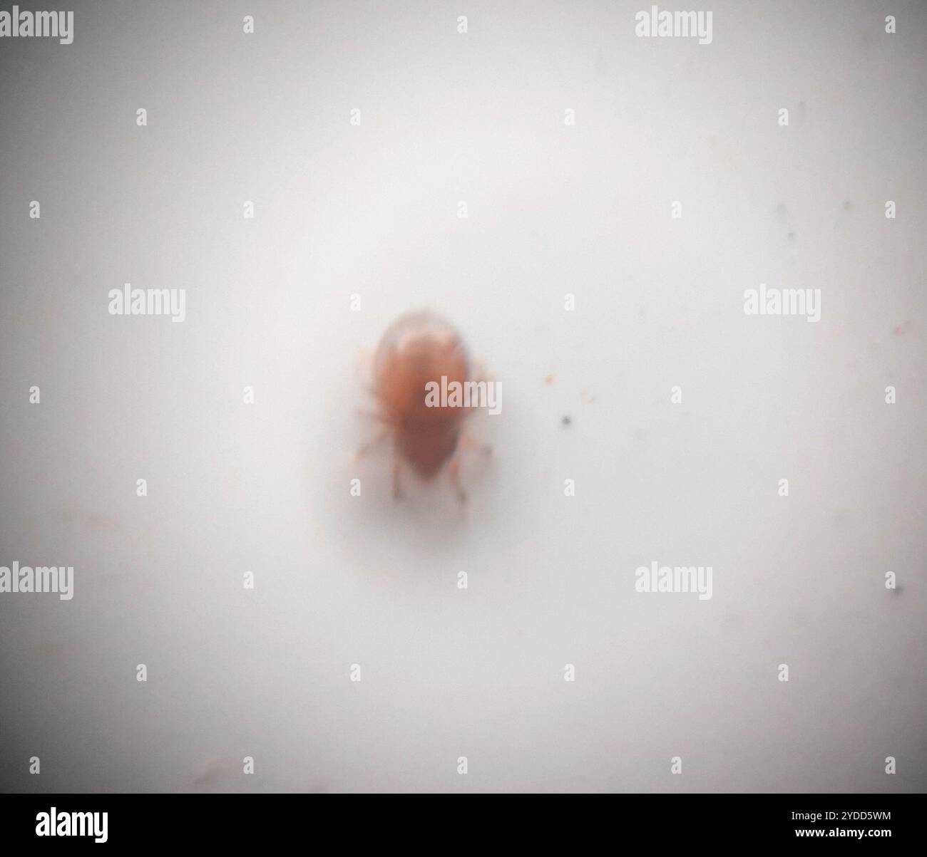 beetle mites (Oribatida Stock Photo - Alamy