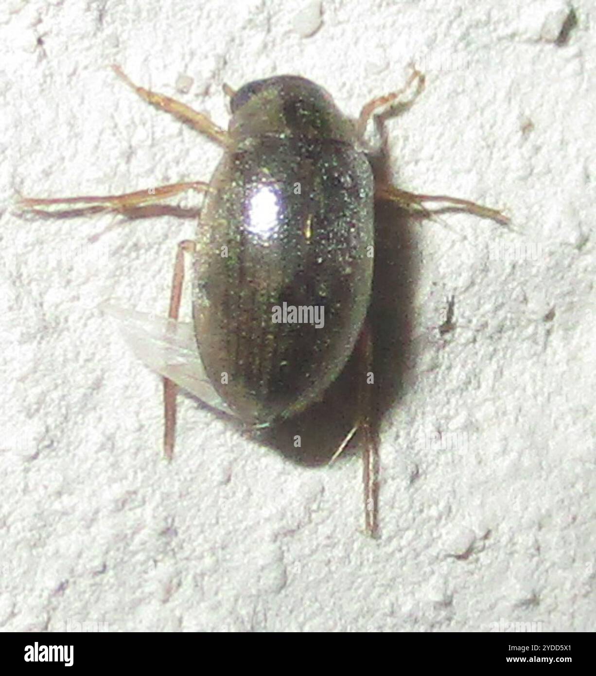 Berosus hi-res stock photography and images - Alamy