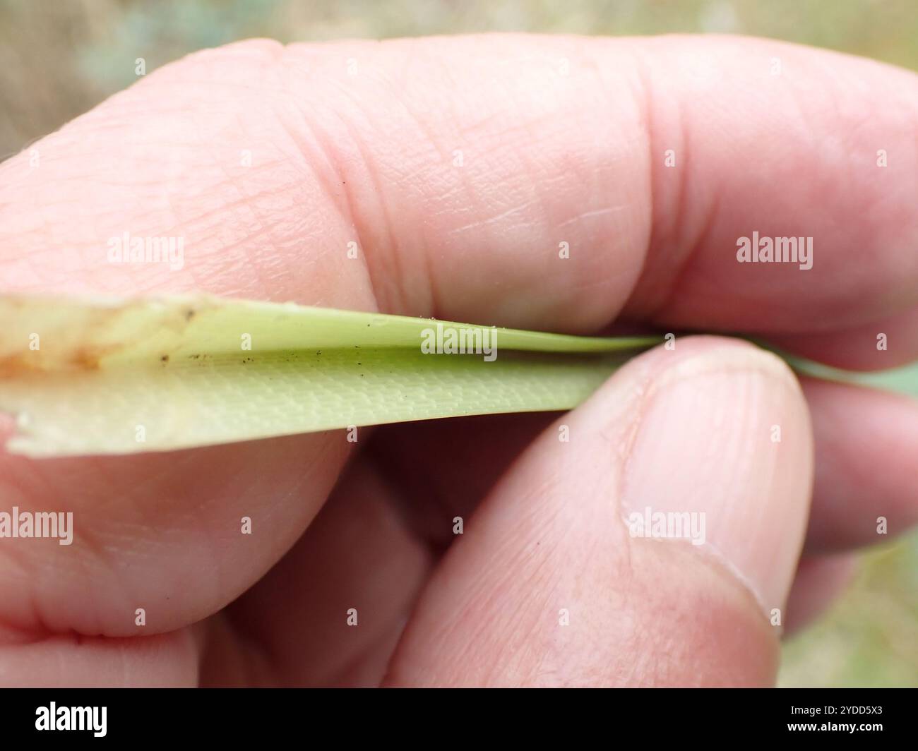 Greater Pond-sedge (Carex riparia Stock Photo - Alamy