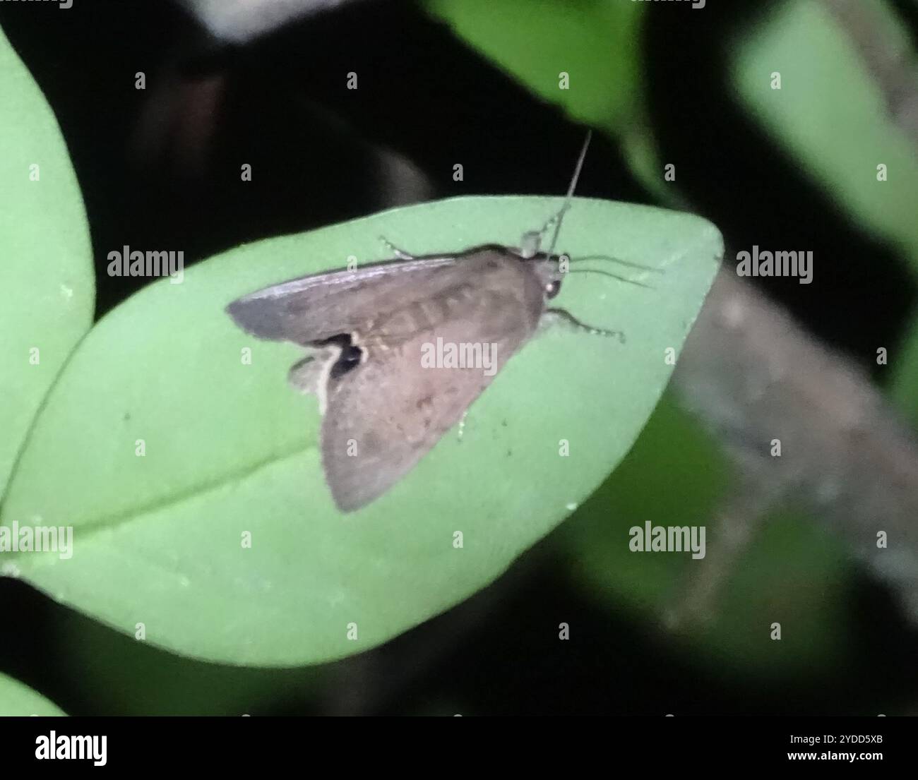 Palmetto Borer Moth (Litoprosopus futilis Stock Photo - Alamy