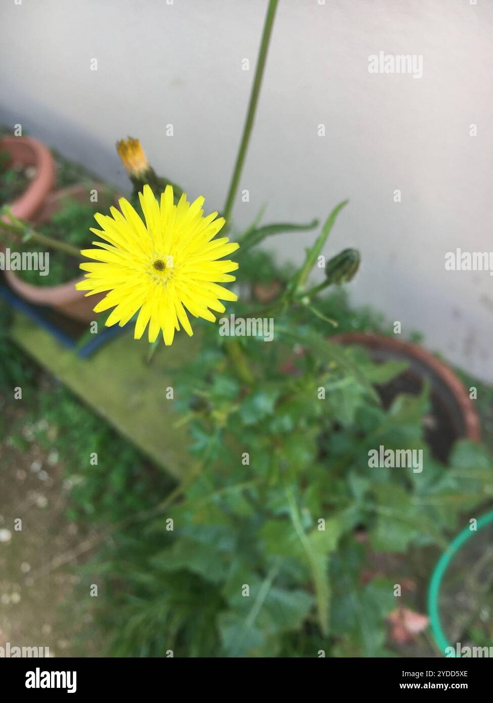False Hawkbit (Urospermum picroides Stock Photo - Alamy