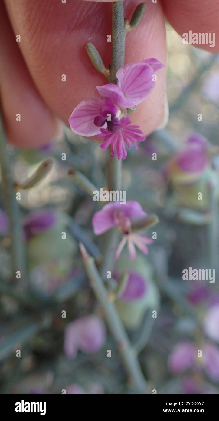 tortoise berry (Muraltia spinosa Stock Photo - Alamy