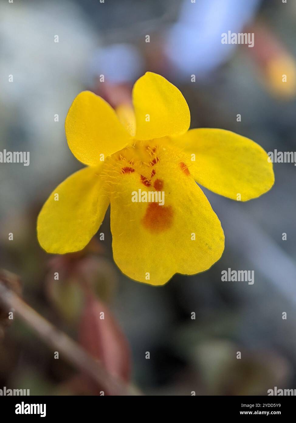 Irish Hills monkeyflower (Erythranthe serpentinicola Stock Photo - Alamy