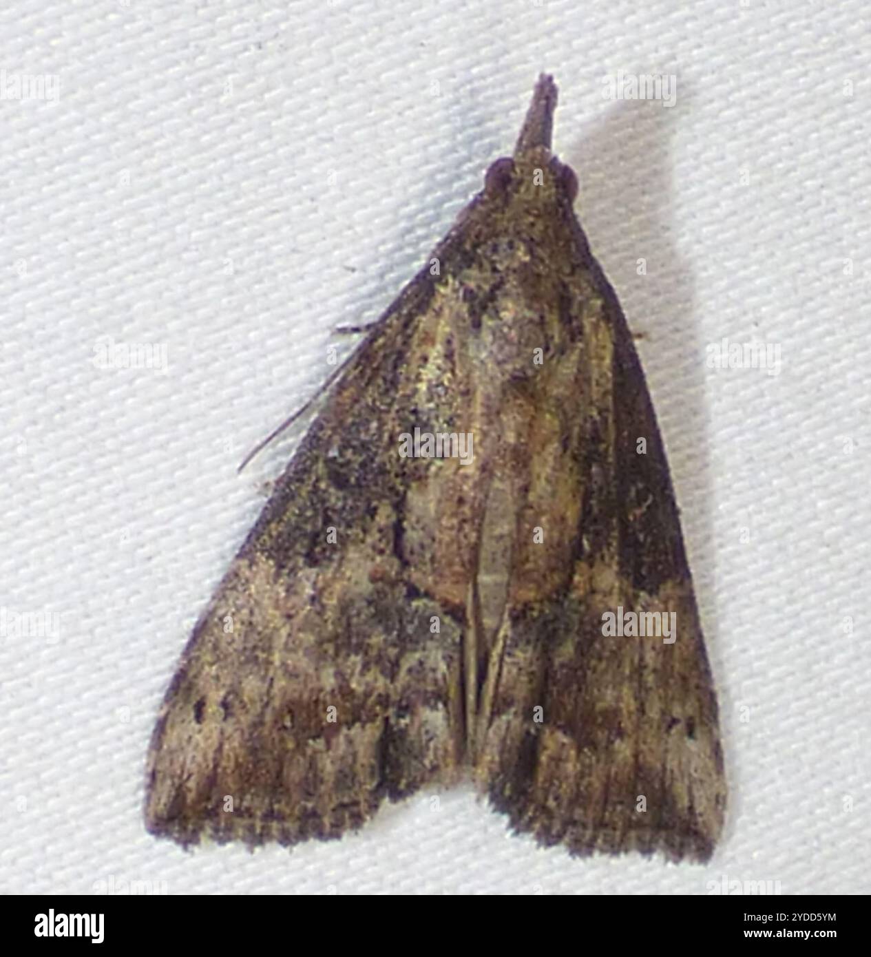 Green Cloverworm Moth (Hypena scabra Stock Photo - Alamy