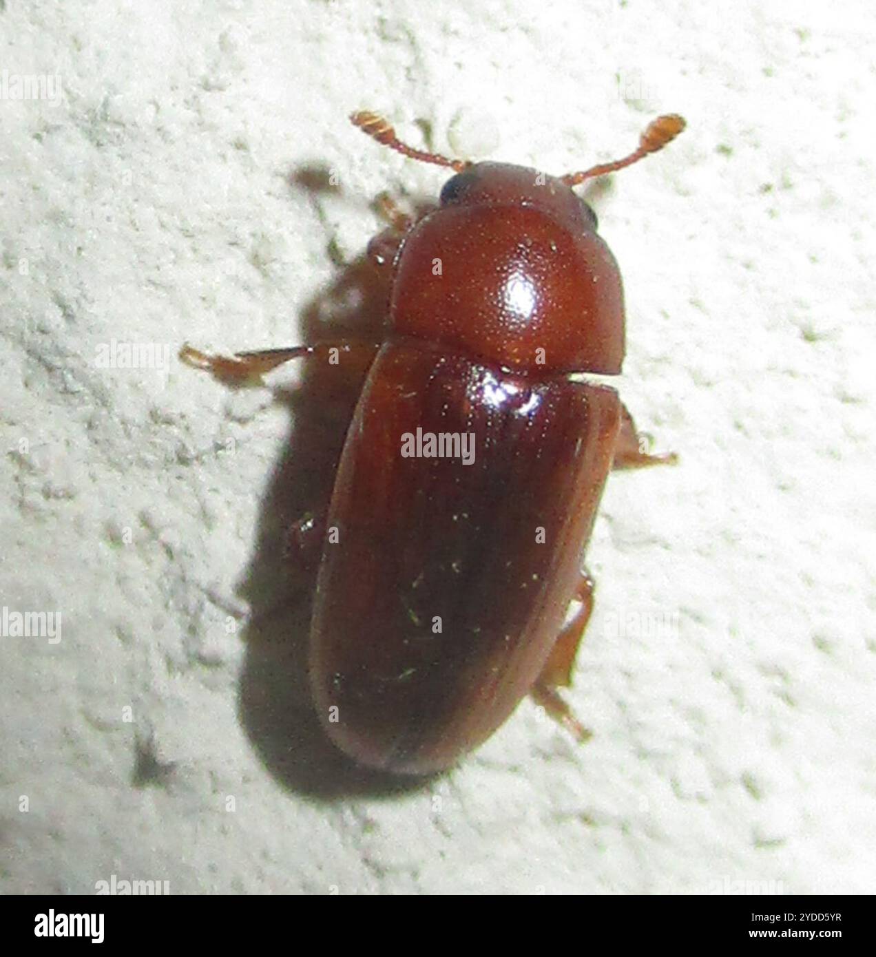 Pleasing Fungus Beetles (Erotylidae Stock Photo - Alamy