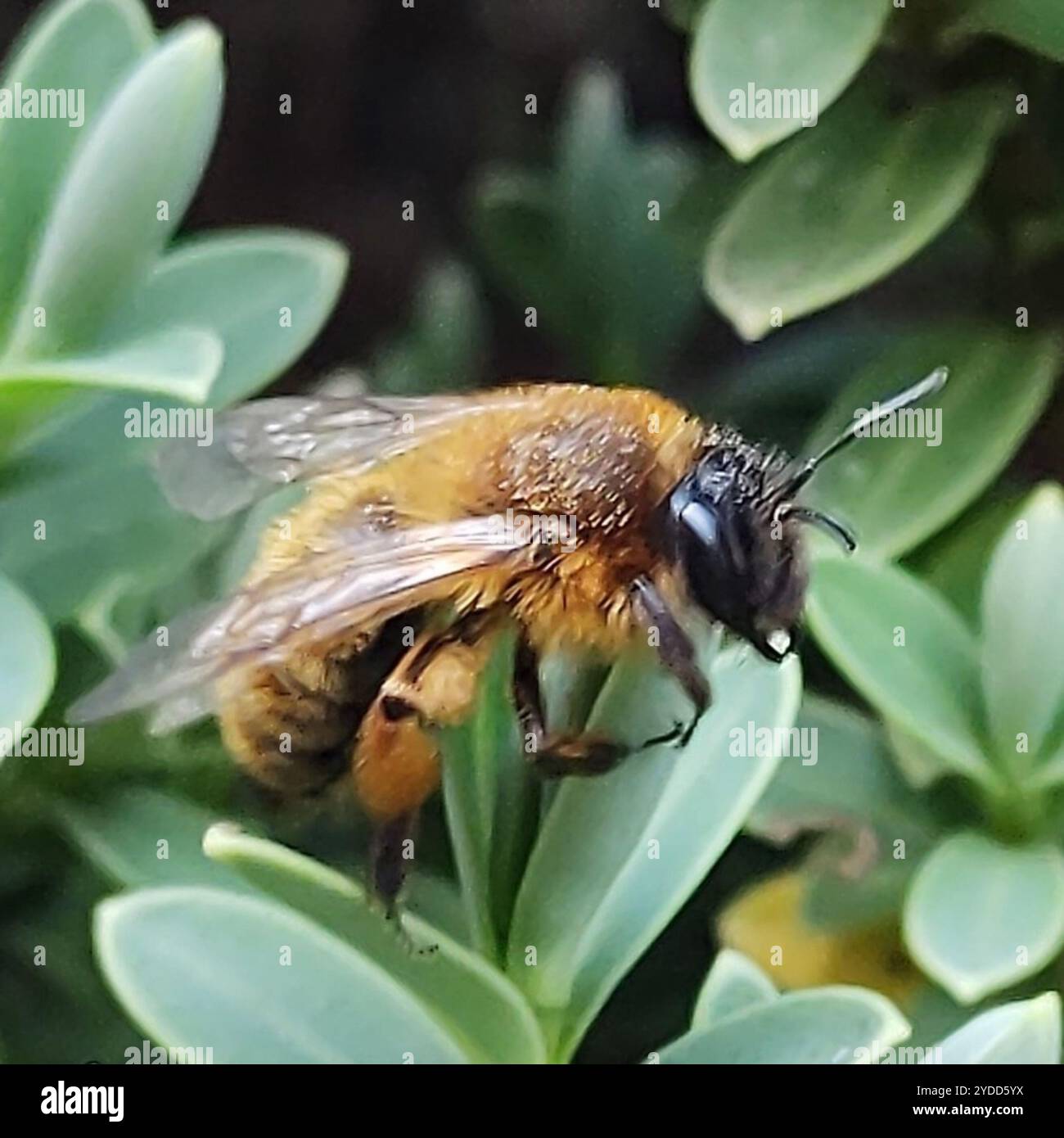Buffish Mining Bee (Andrena nigroaenea Stock Photo - Alamy