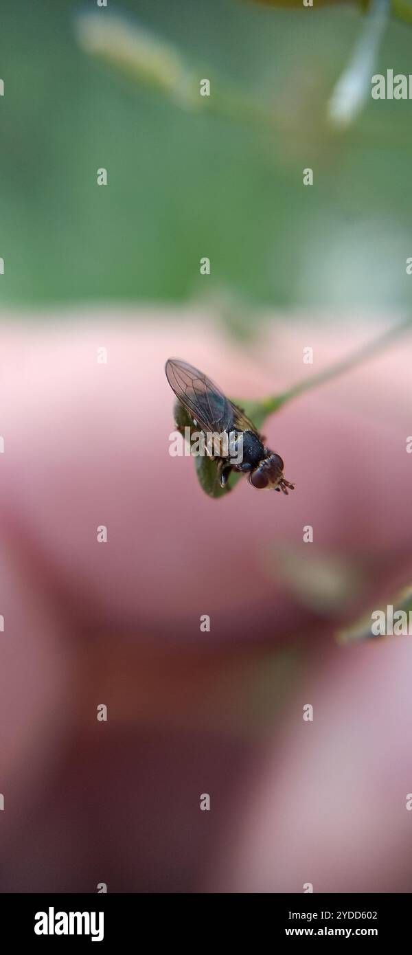 Thick-headed Flies (Conopidae Stock Photo - Alamy