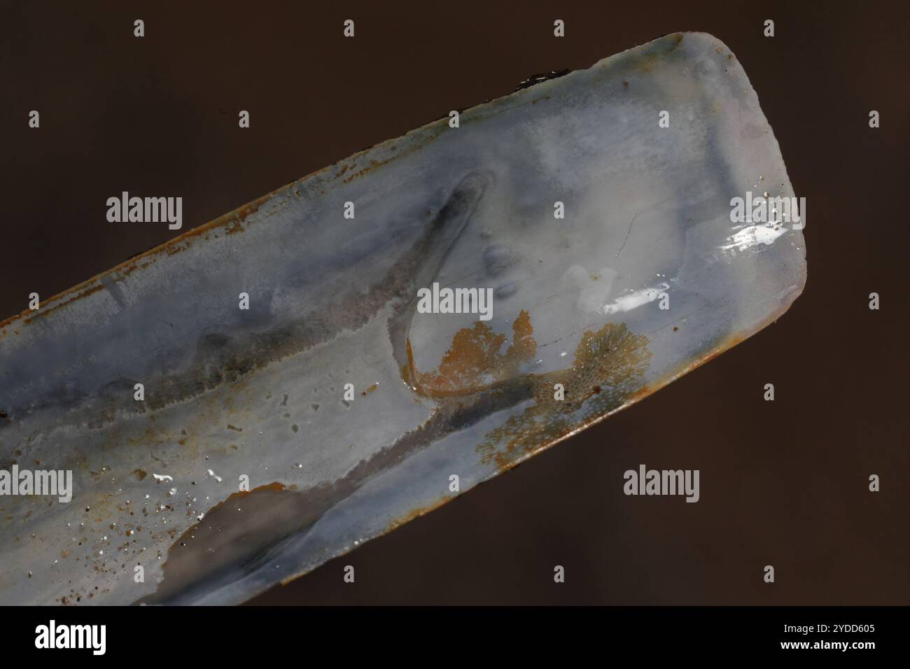 Atlantic Jackknife (Ensis leei Stock Photo - Alamy