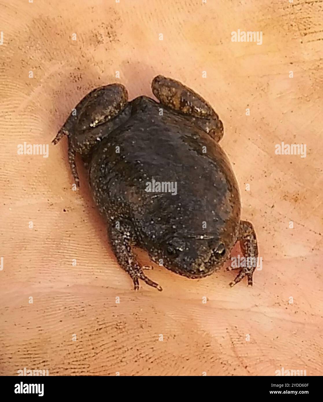 Eastern Narrow-mouthed Toad (Gastrophryne carolinensis Stock Photo - Alamy