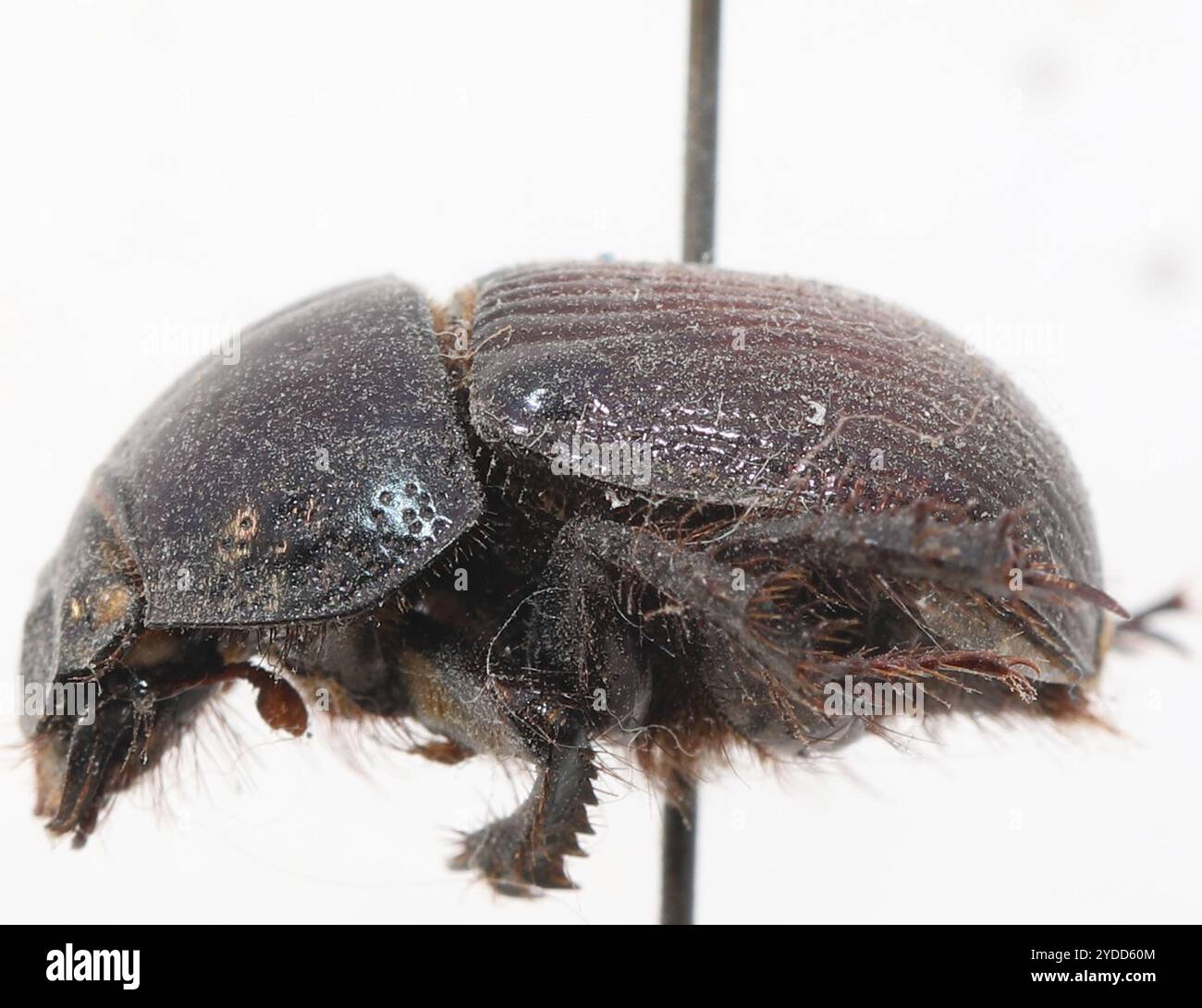 Baly's Earth-boring Beetle (Geotrupes balyi Stock Photo - Alamy
