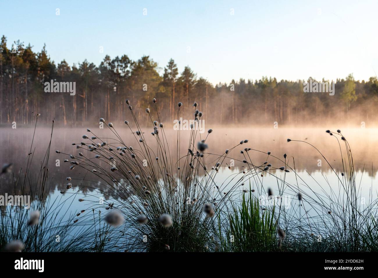 Wet forests hi-res stock photography and images - Alamy