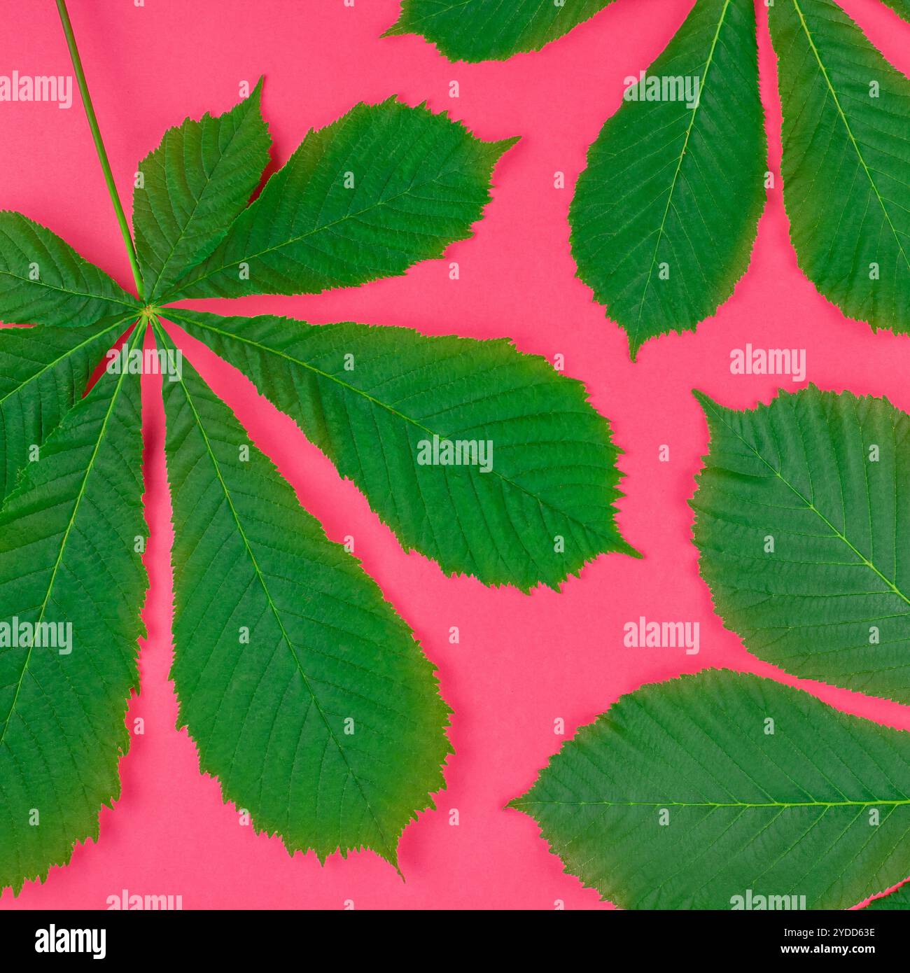 Chestnut square hi-res stock photography and images - Alamy