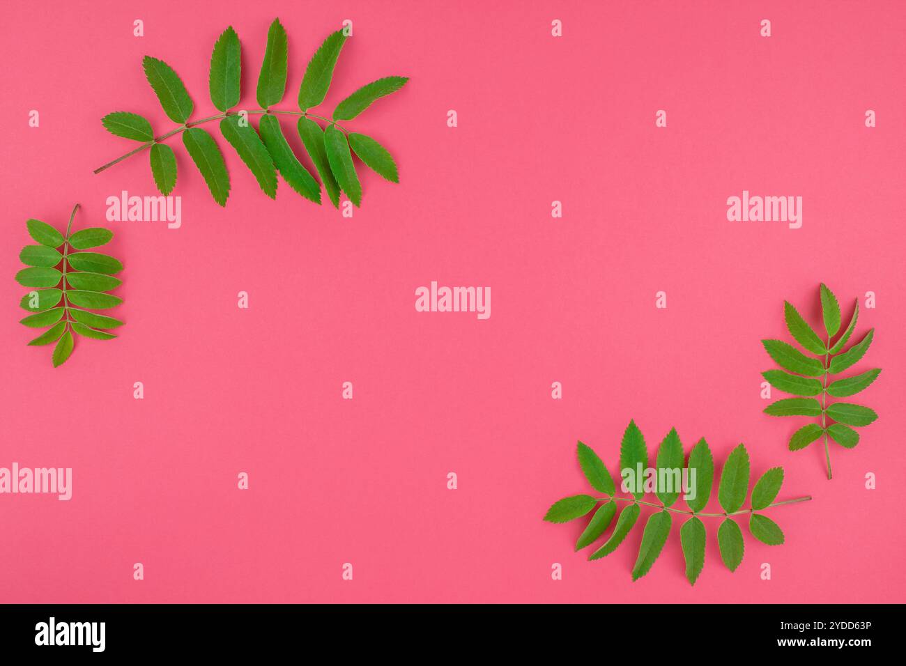 Green rowan tree leaves on bright pink background Stock Photo - Alamy