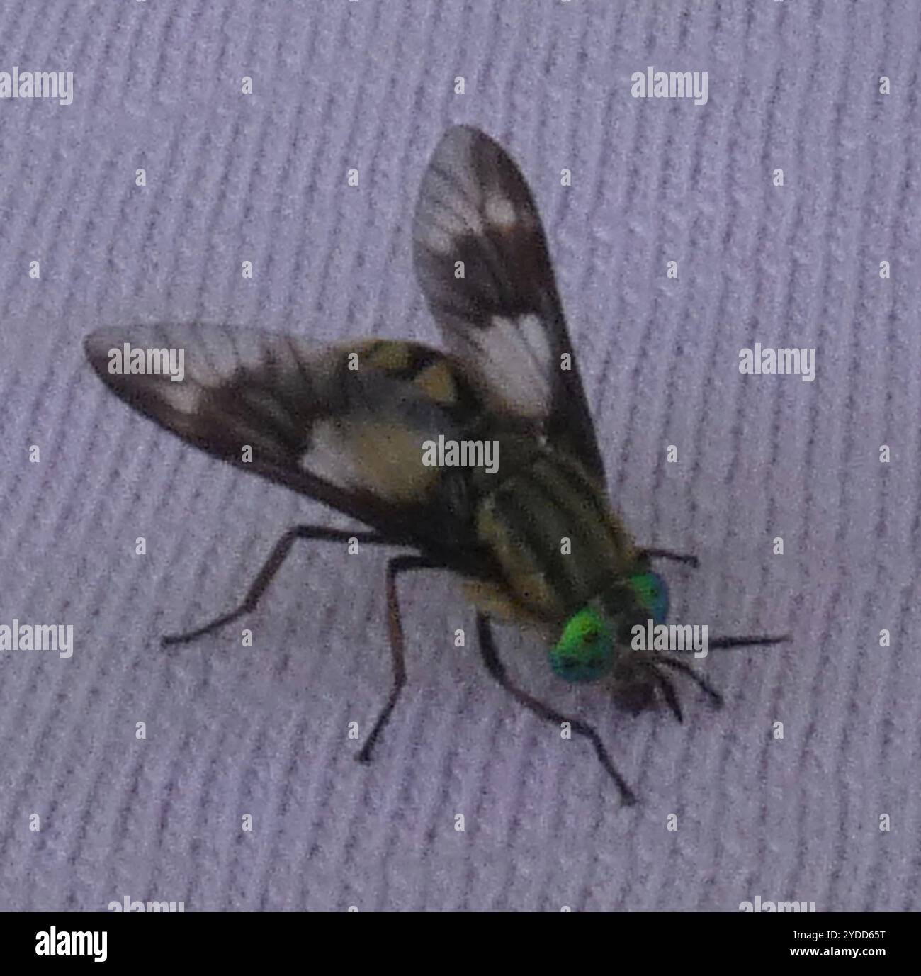 Twin-lobed Deer Fly (Chrysops relictus Stock Photo - Alamy