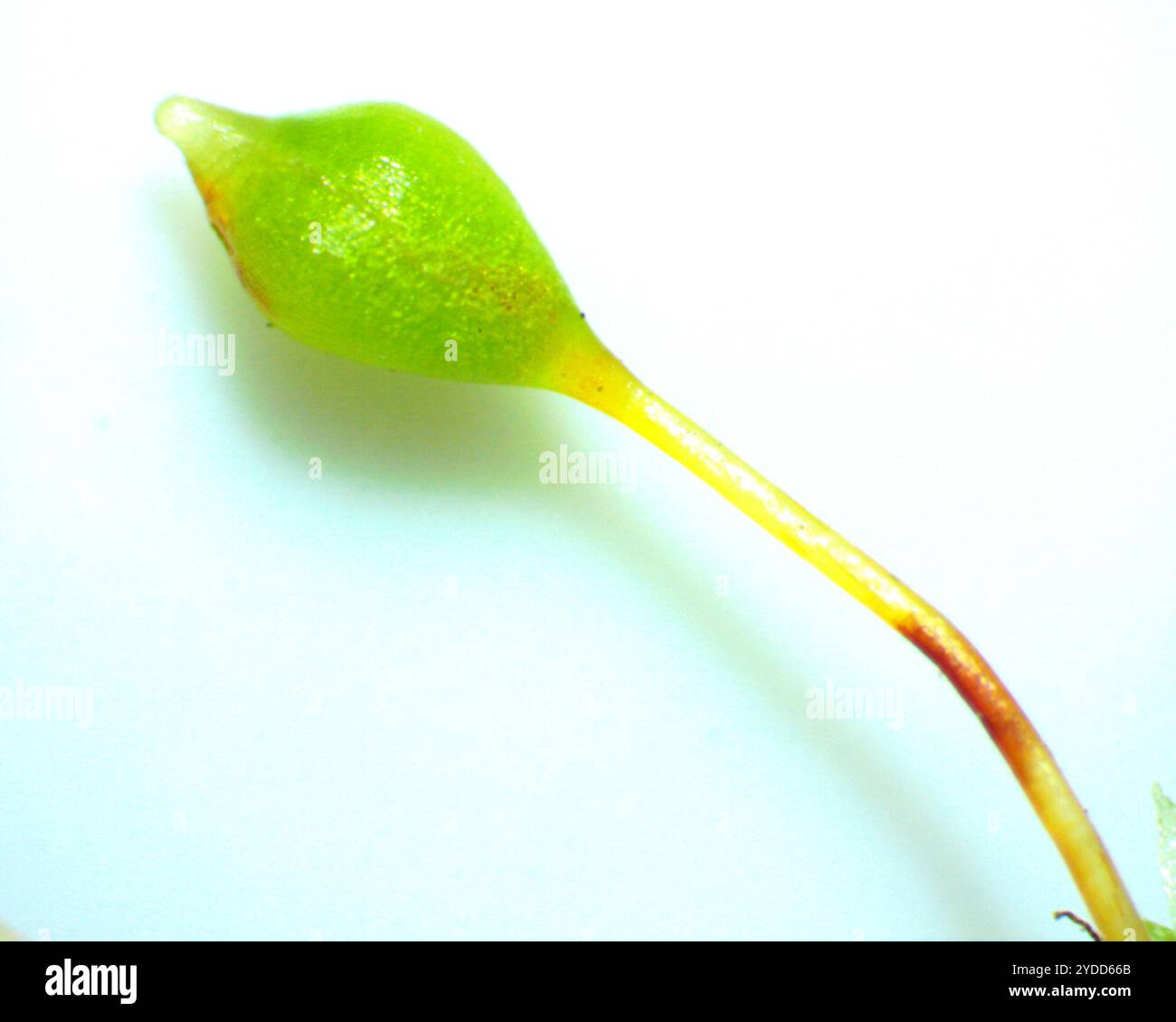 Physcomitrium hi-res stock photography and images - Alamy