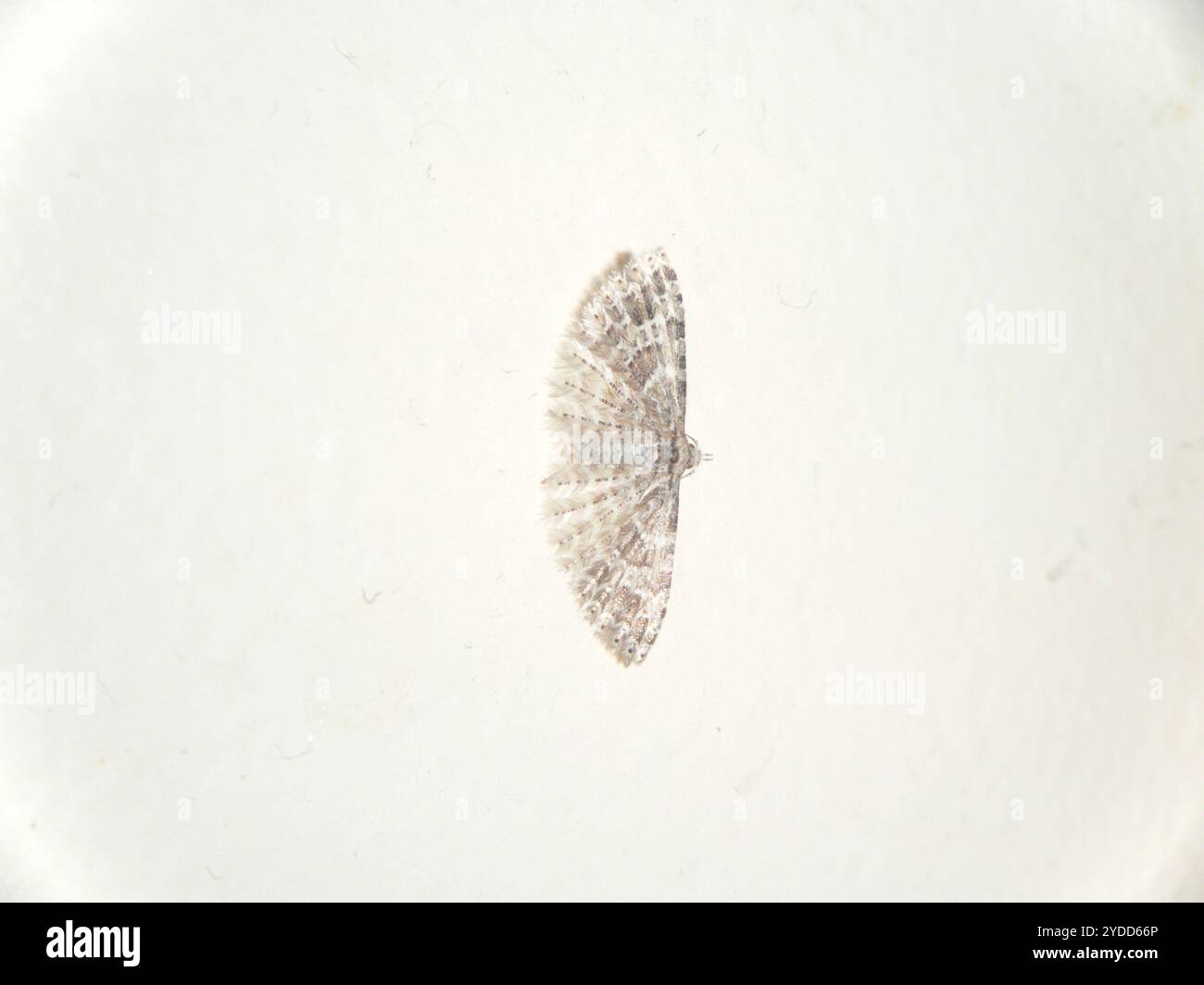 Montana Six-plume Moth (Alucita montana Stock Photo - Alamy