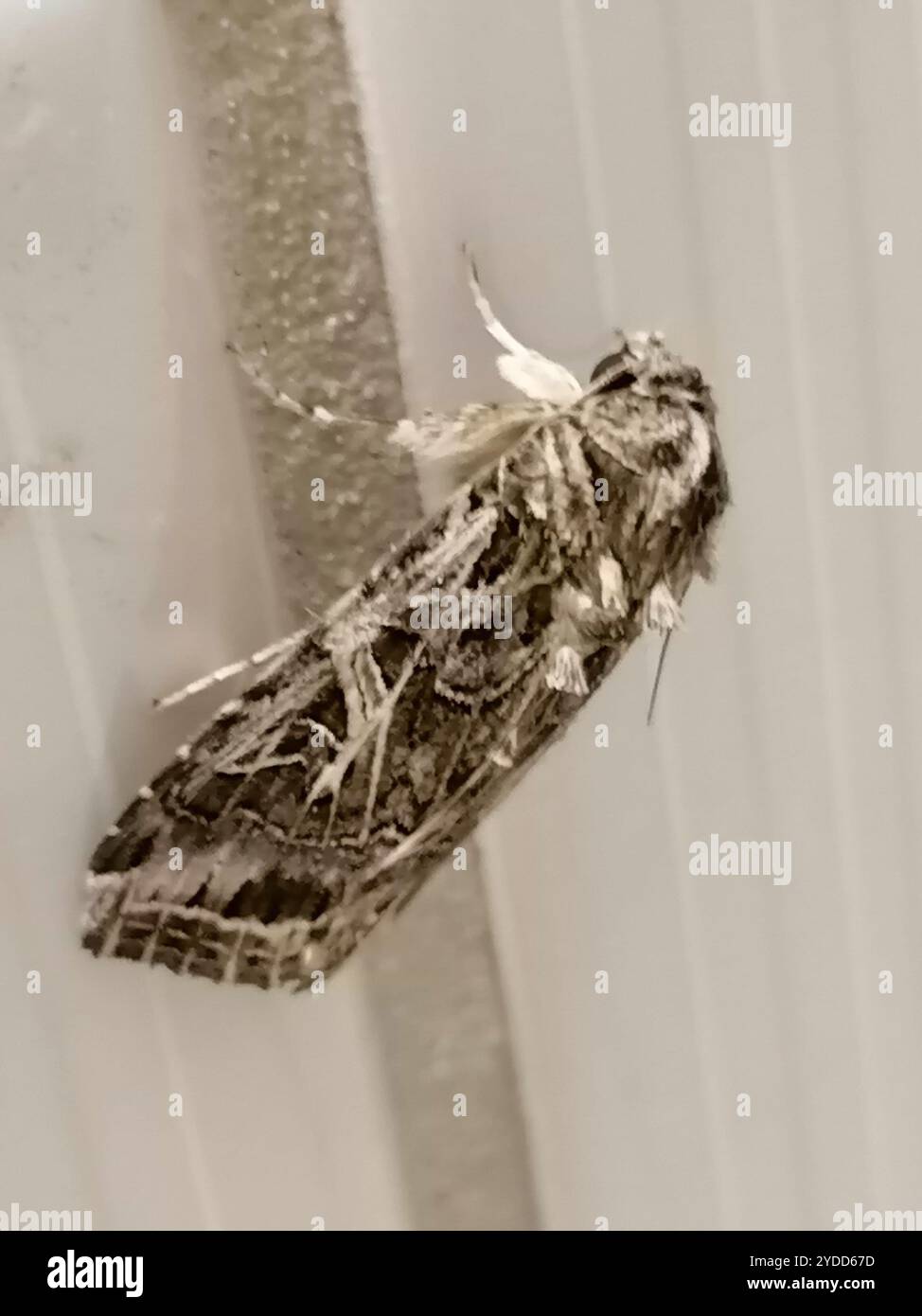 Mediterranean Brocade (Spodoptera littoralis Stock Photo - Alamy