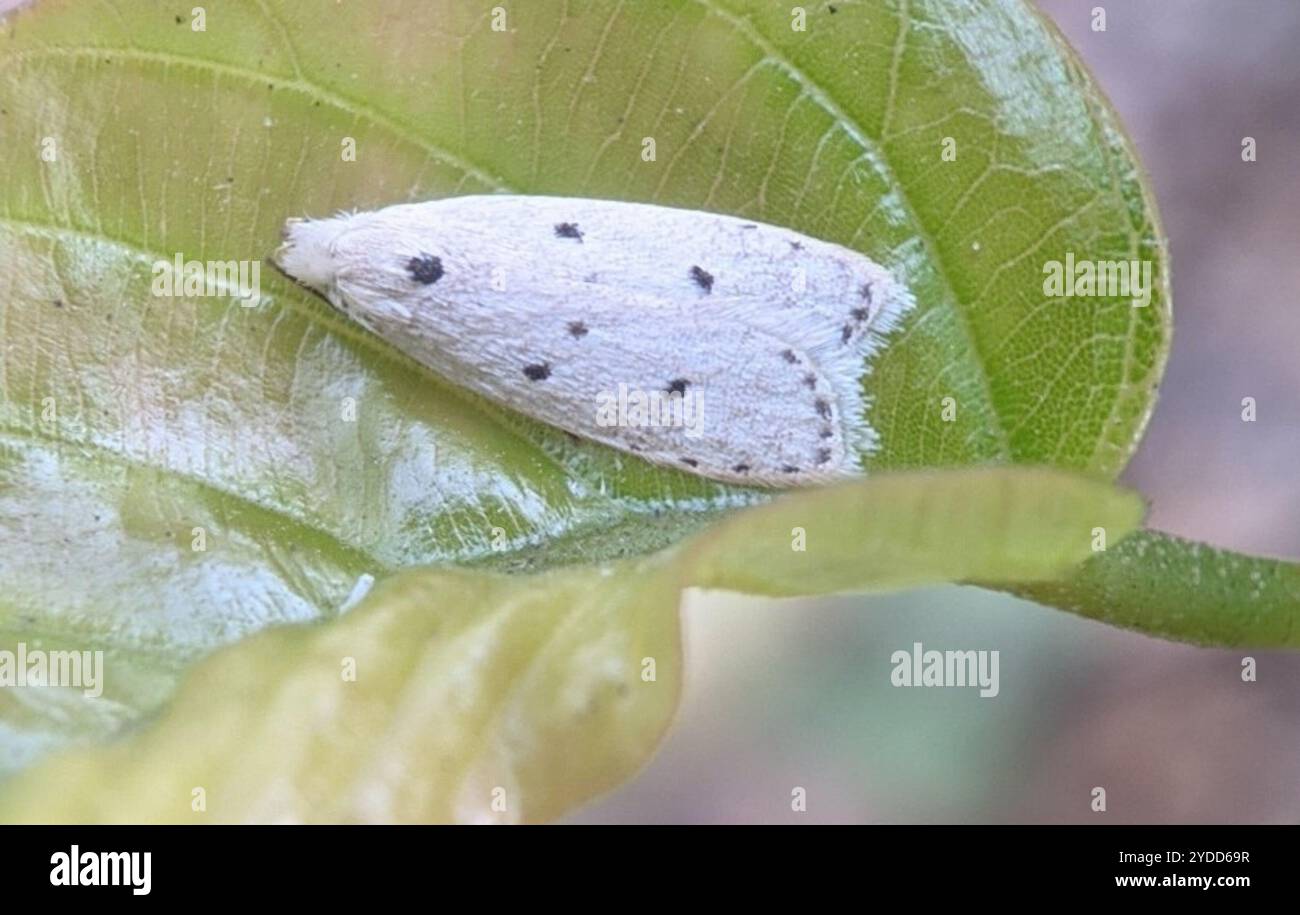Flat-bodied moths (Depressariidae Stock Photo - Alamy