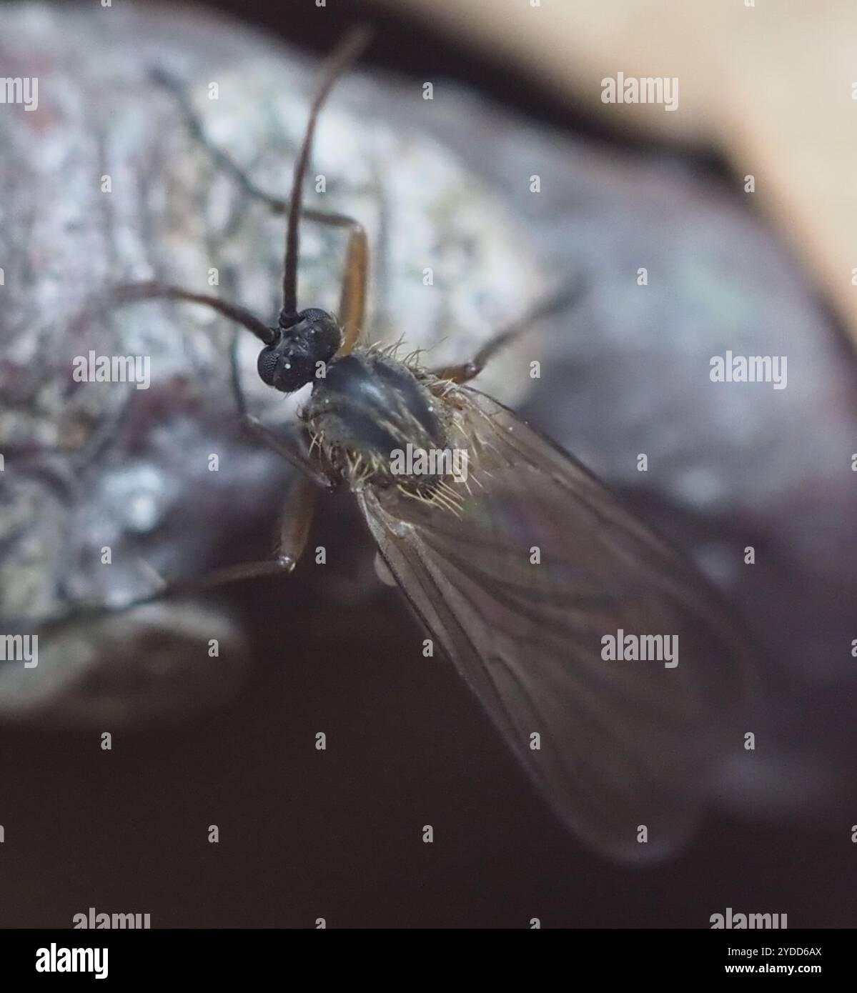 Fungus Gnats and Gall Midges (Sciaroidea Stock Photo - Alamy