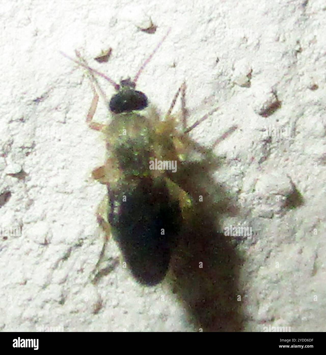 Biting Midges (Ceratopogonidae Stock Photo - Alamy