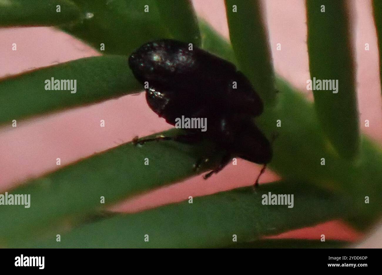 Rhamphus hi-res stock photography and images - Alamy