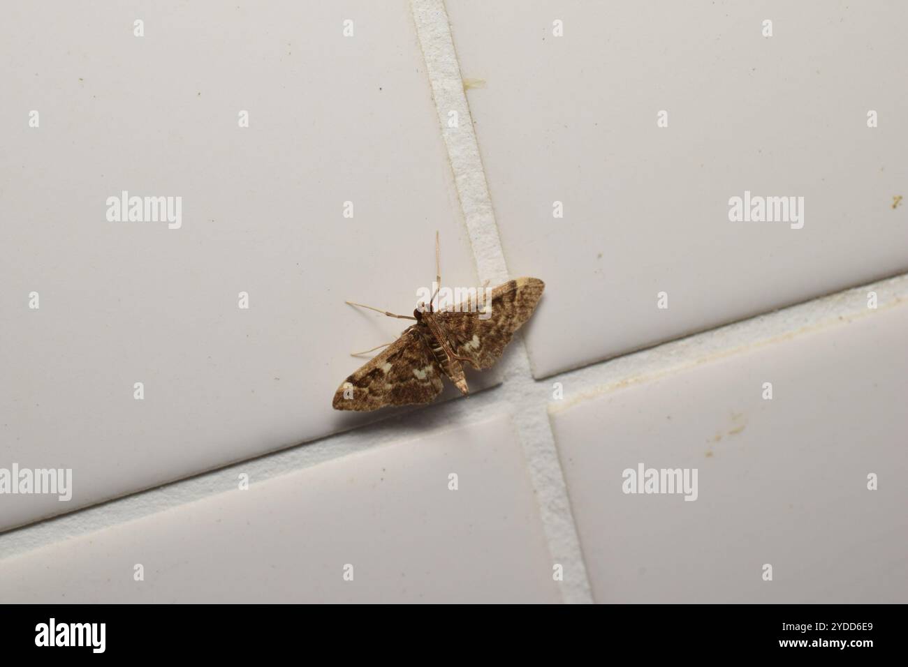 Sodalis hi-res stock photography and images - Alamy